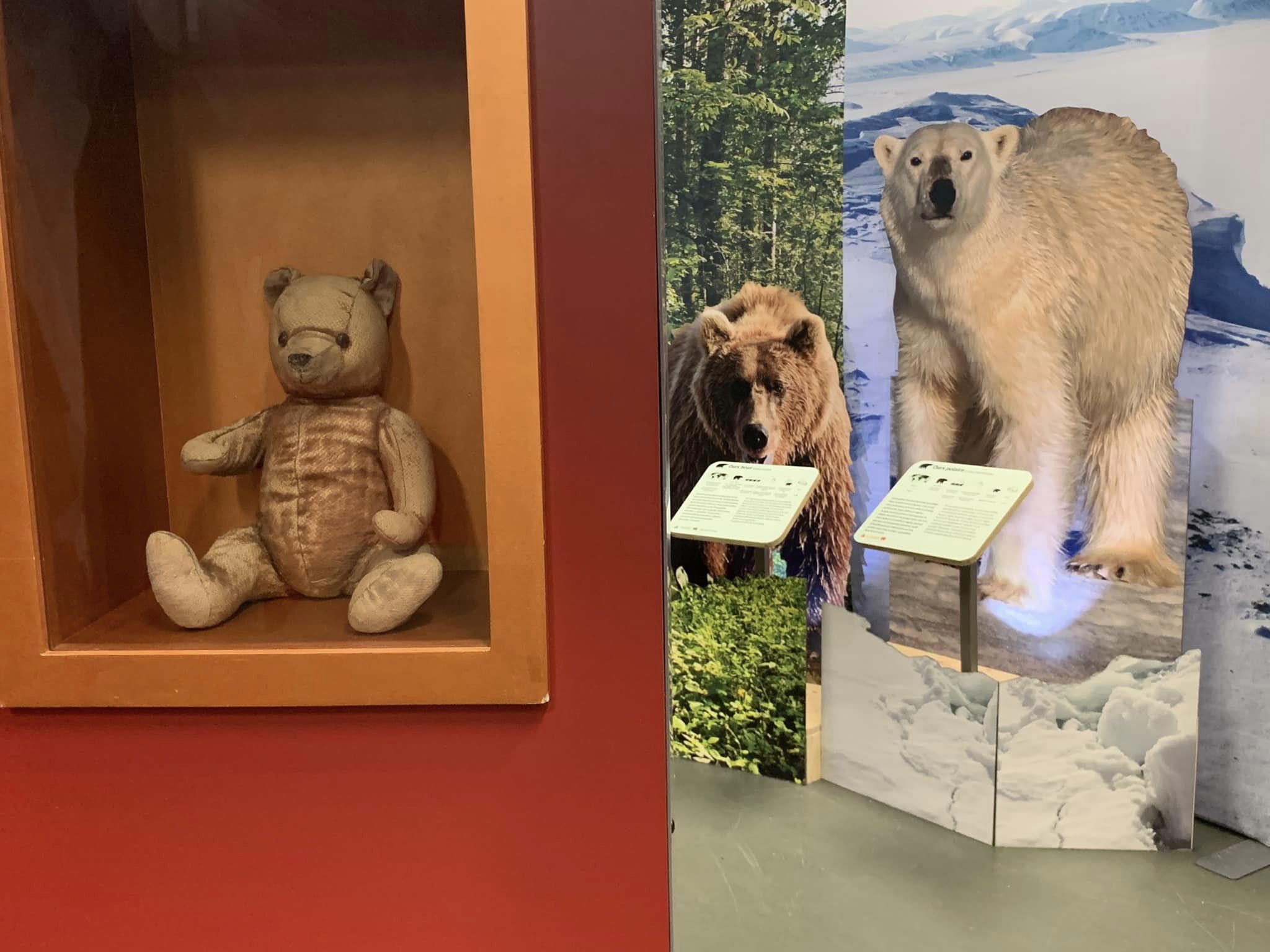 "Où vit l'ours polaire ? " Atelier pour les 6-8 ans au Muséum d ...