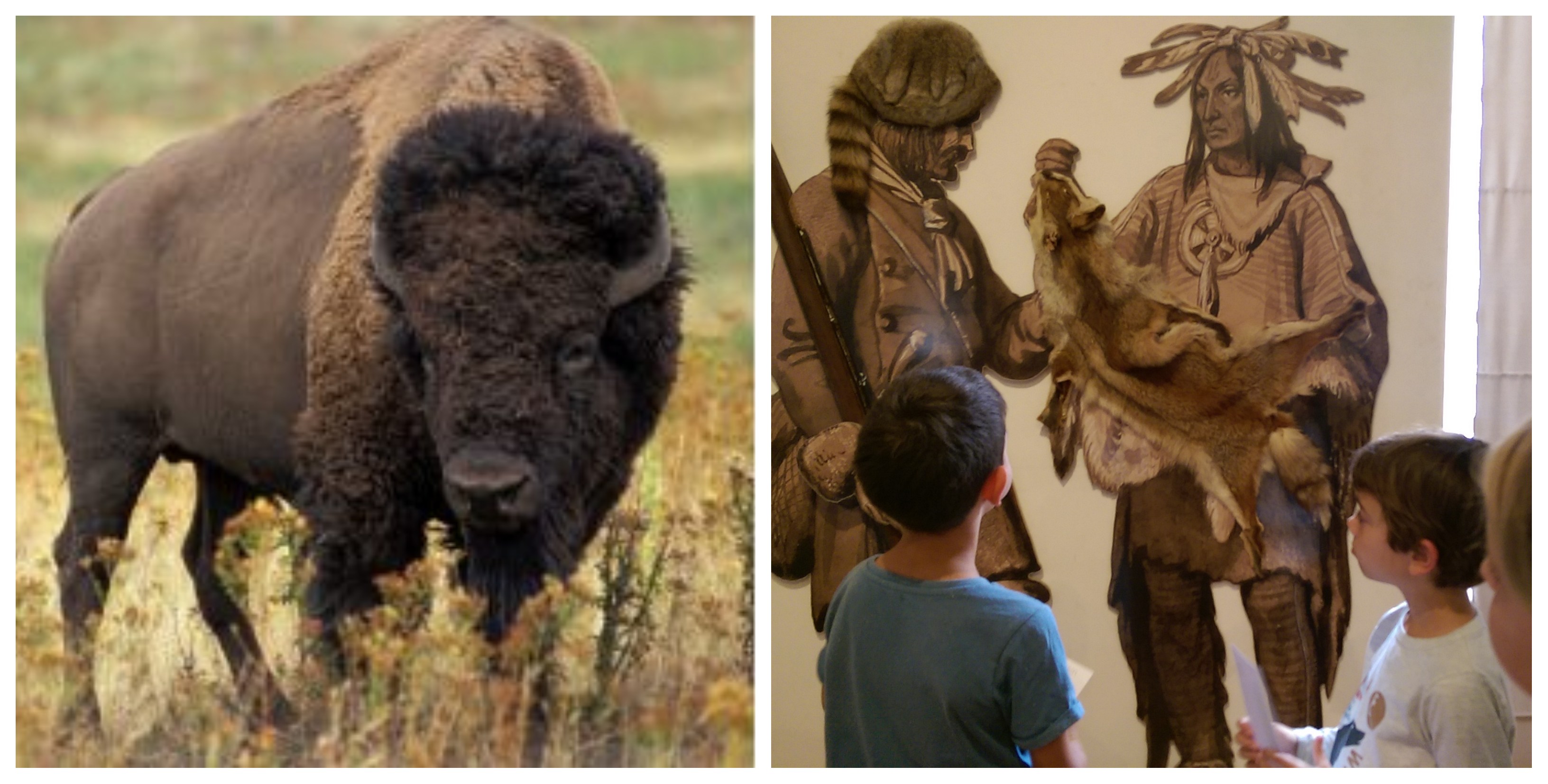 "Tout est bon dans le bison" atelier enfant au Musée du Nouveau Monde ...