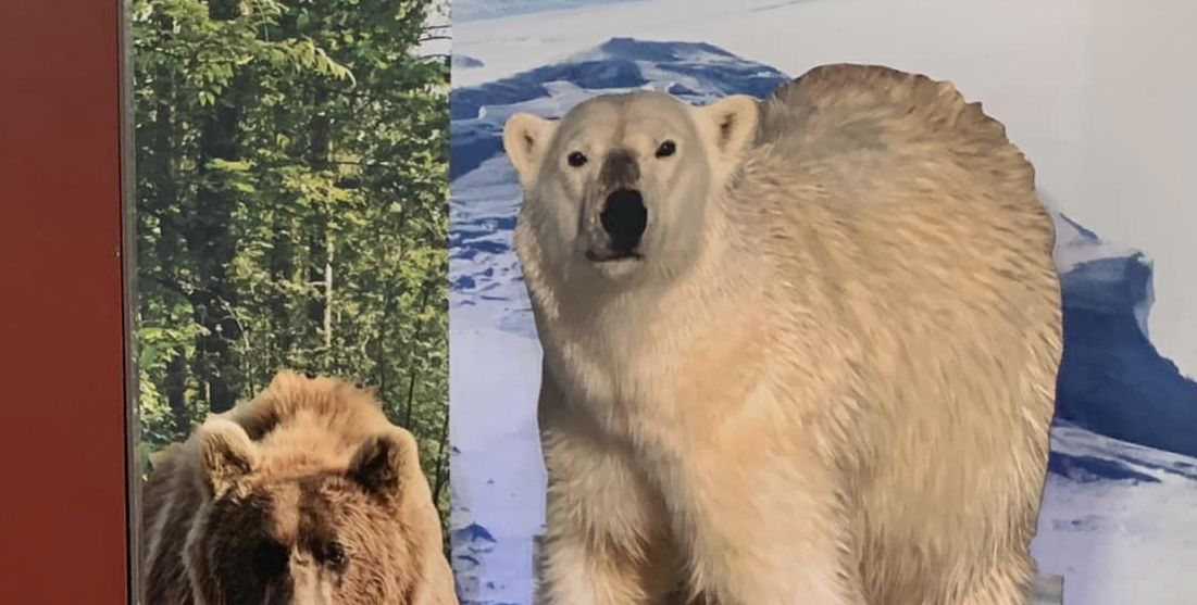 "Où vit l'ours polaire ? " Atelier pour les 6-8 ans au Muséum d ...